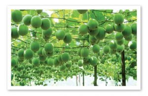 Traditional Herbs - Hockhua Tonic