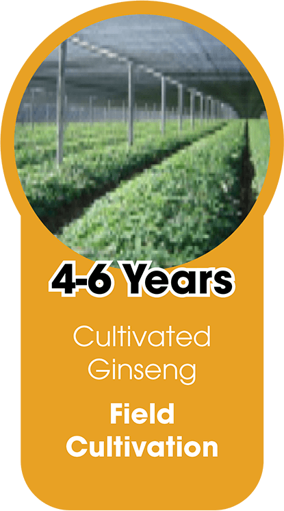 American Ginseng - Hockhua Tonic